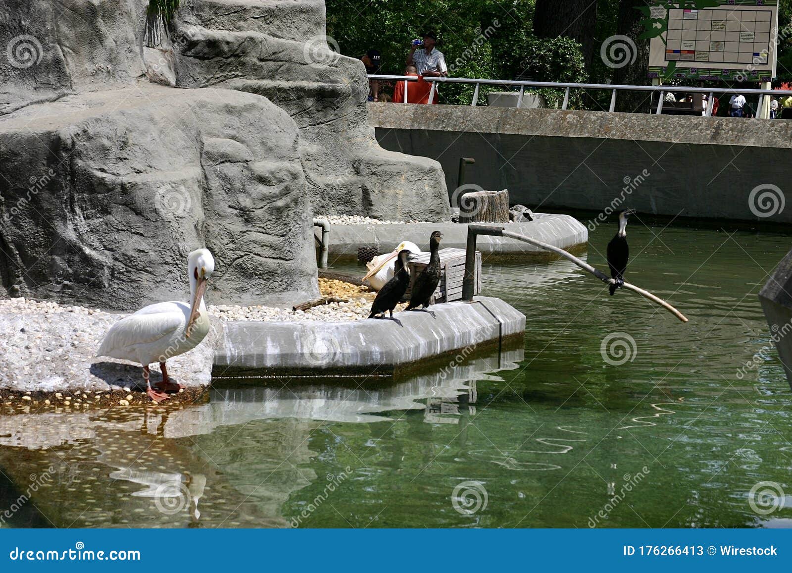 Birds in zoo editorial stock photo. Image of bird, outdoors - 176266413