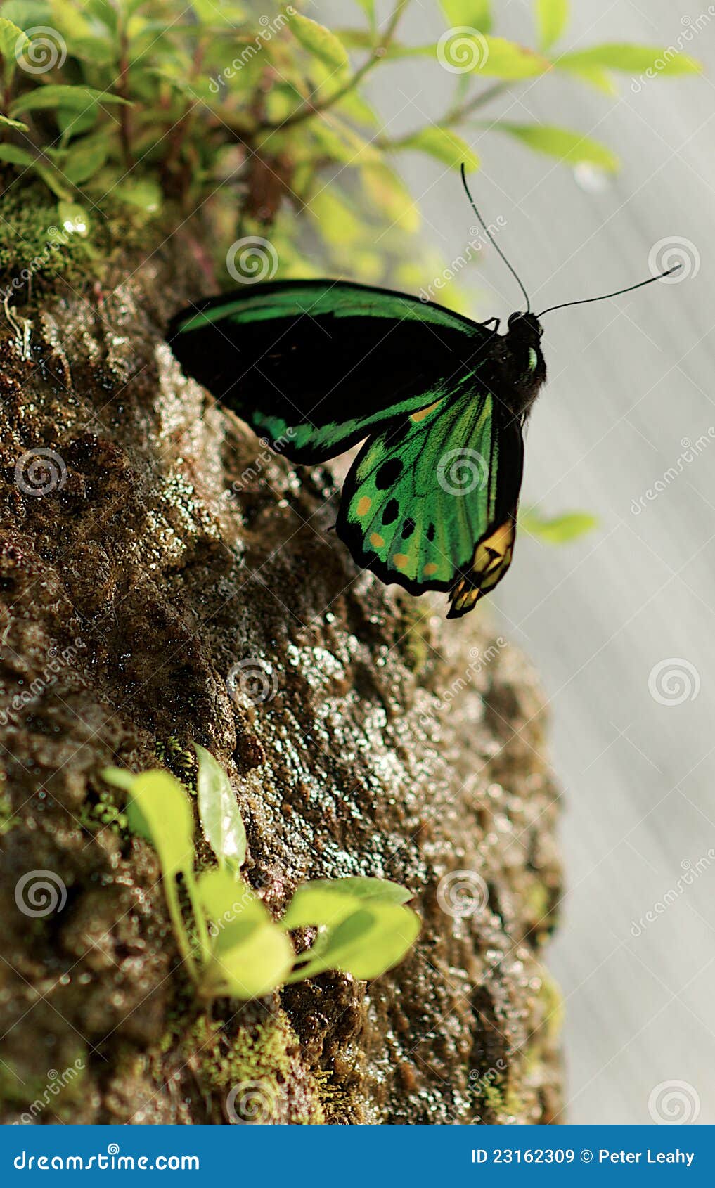 Birdwing Butterfly stock image. Image of butterfly, moth - 23162309