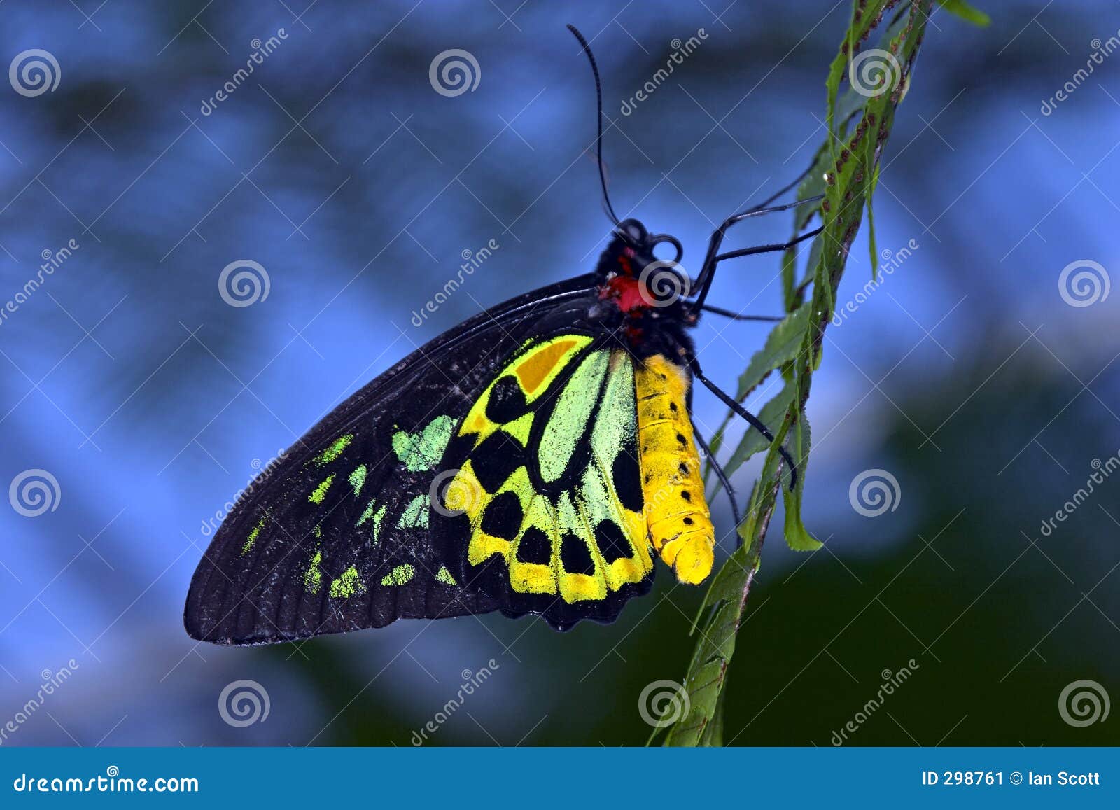 Birdwing Butterfly stock image. Image of leaves, bird, closeup - 298761