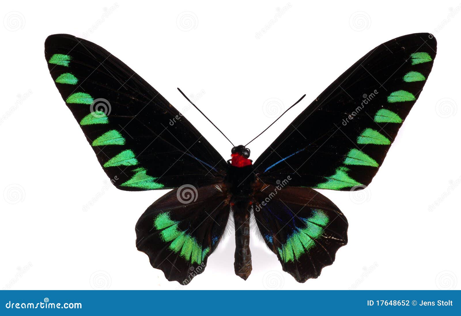 Birdwing swallowtail stock photo. Image of green, beautiful - 17648652