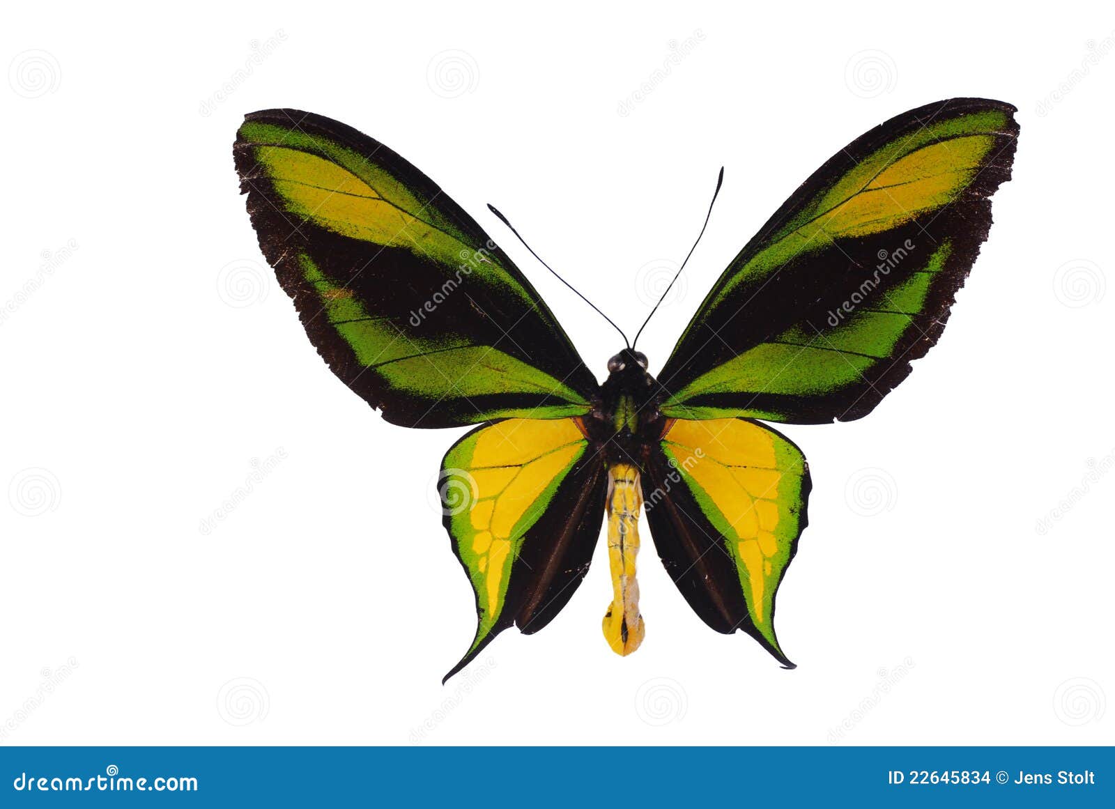 Birdwing swallowtail stock photo. Image of macro, ornamental - 22645834