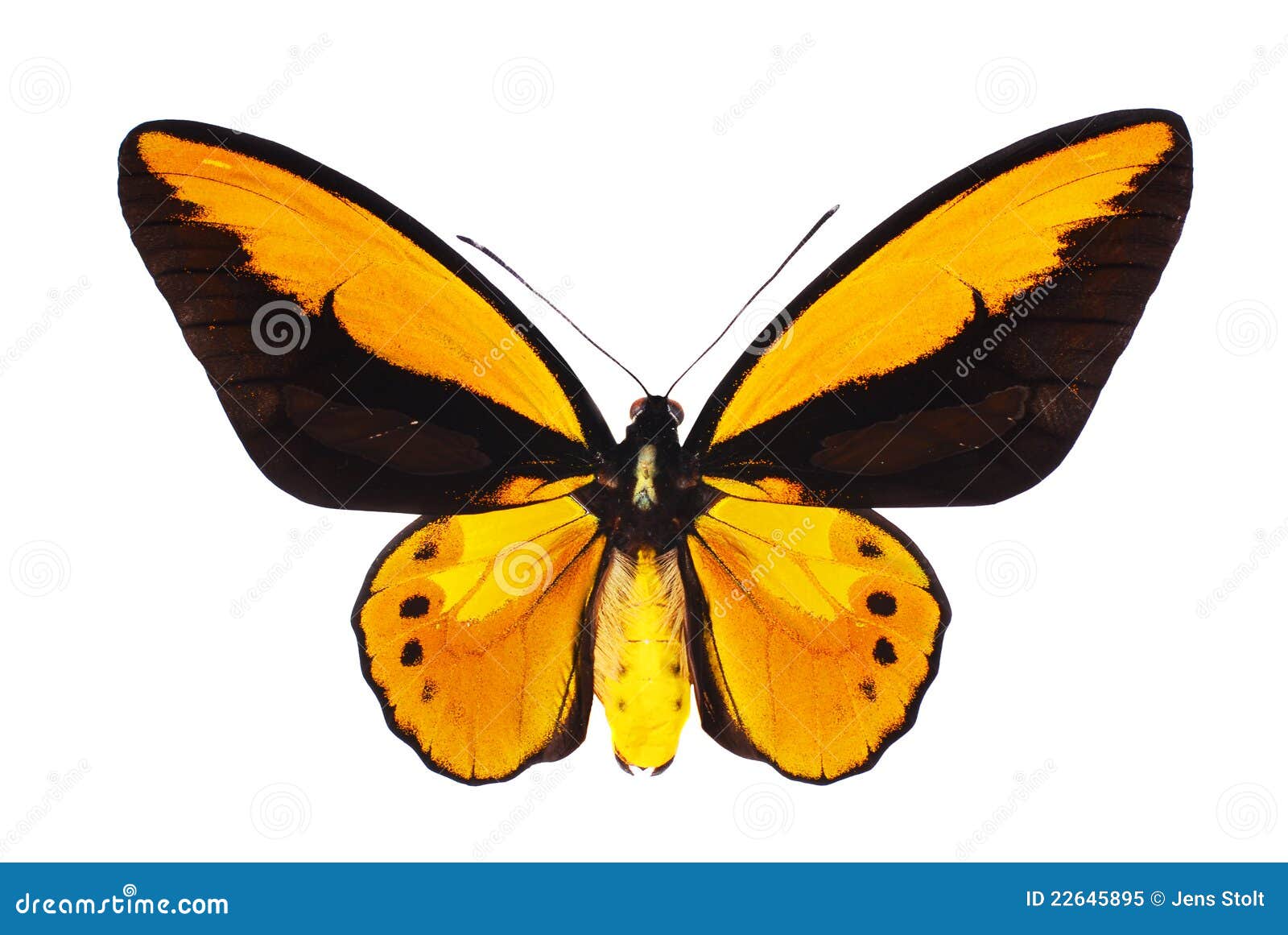 Birdwing swallowtail stock image. Image of museum, bright - 22645895
