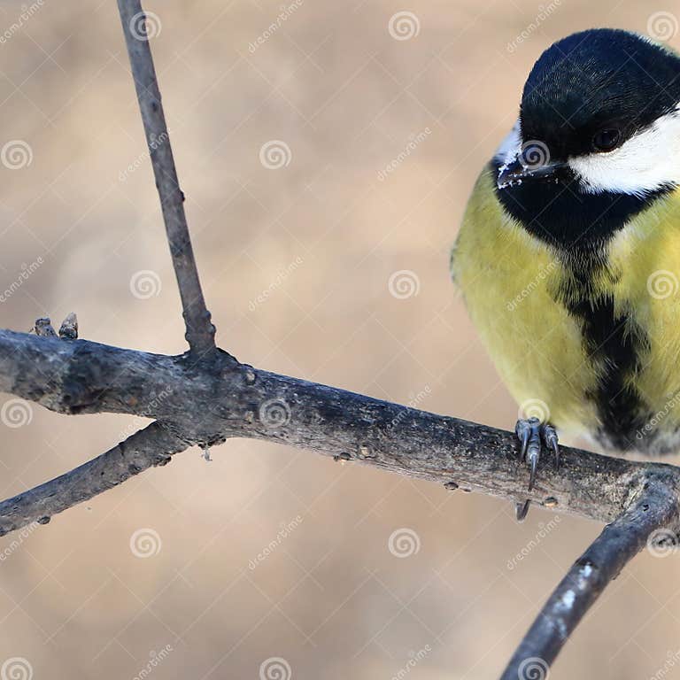 Birdy stock image. Image of bird, feathers, good, curious - 48372725