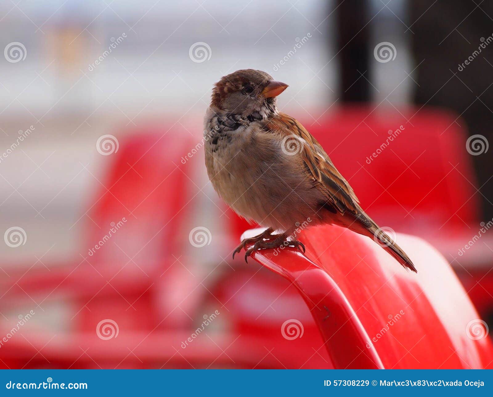 Birdy stock image. Image of city, little, bird, cute - 57308229