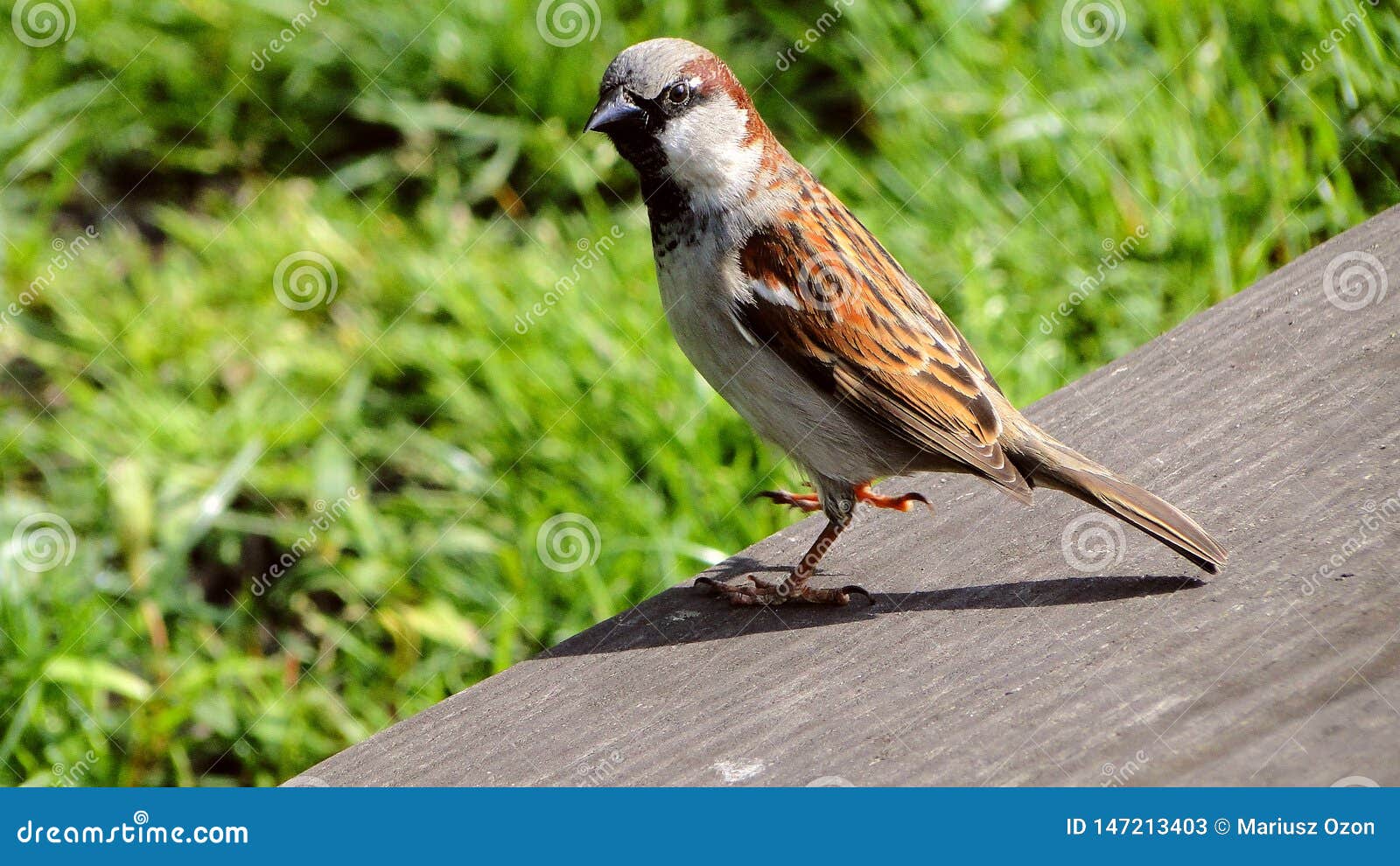 Birdy stock image. Image of zoom, small, birdy, bird - 147213403