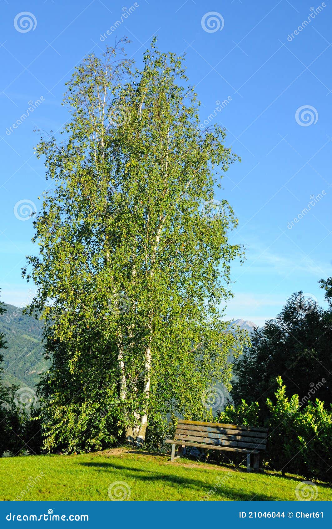 Birke stockfoto. Bild von blatt, bunt, zweig, tageslicht - 21046044