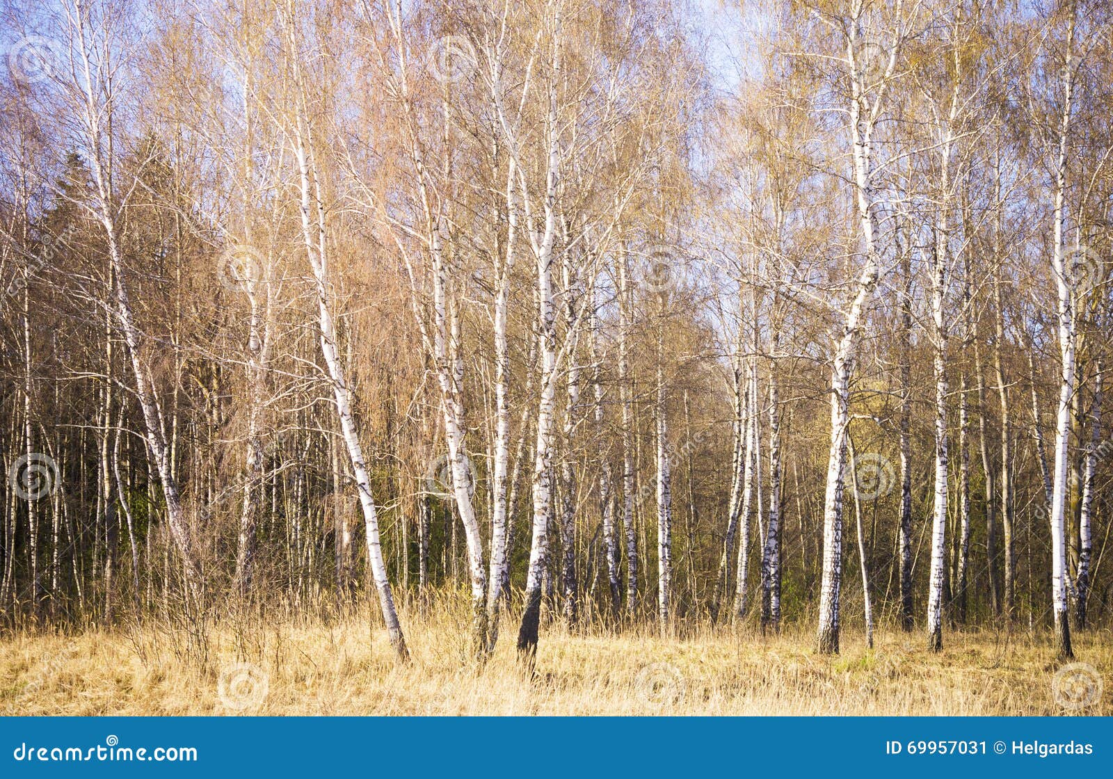 Birken (Birke) stockbild. Bild von draussen, gold, hintergrund - 69957031