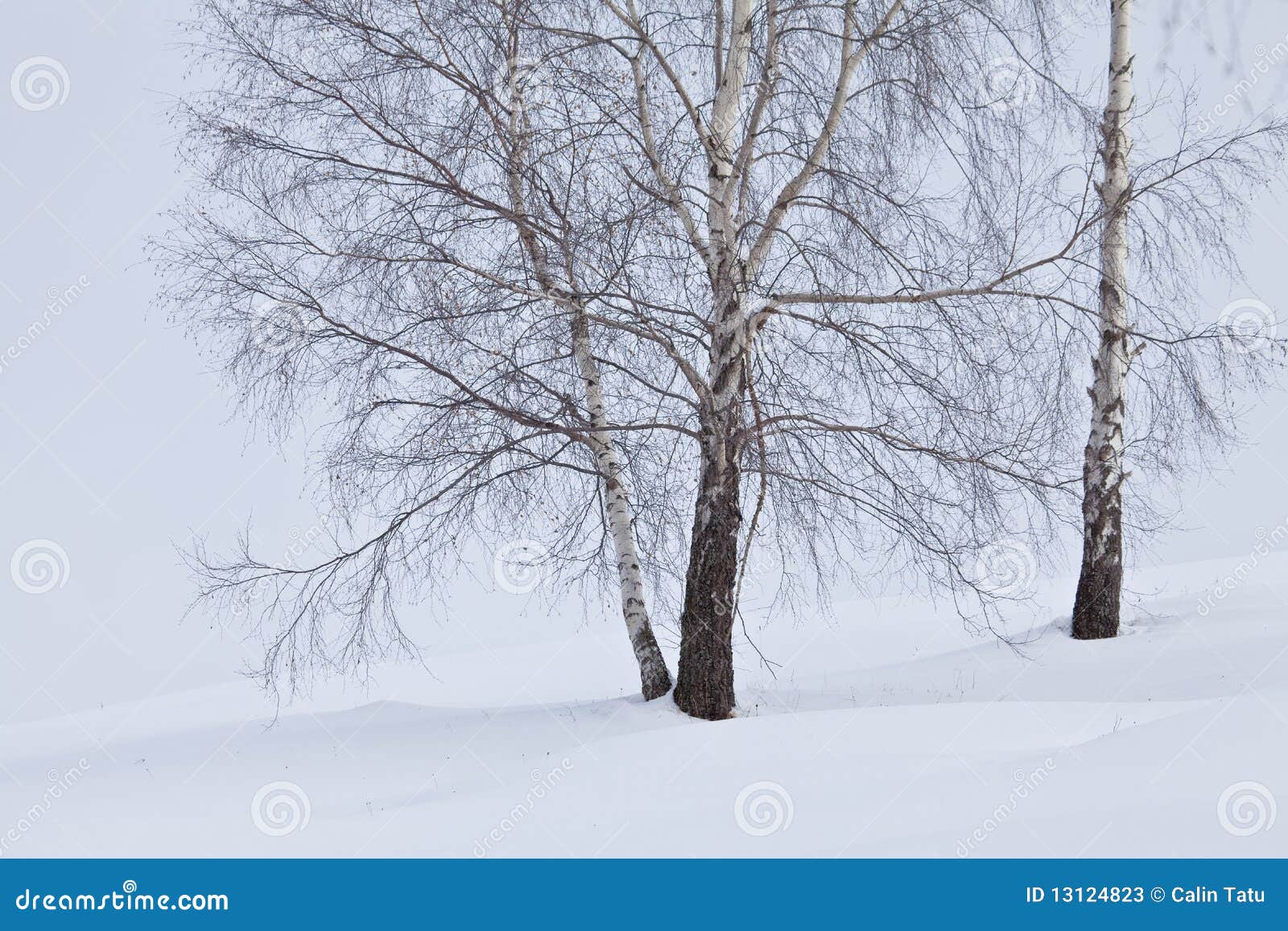 Birkenbäume im Winter stockbild. Bild von birke, zeile - 13124823