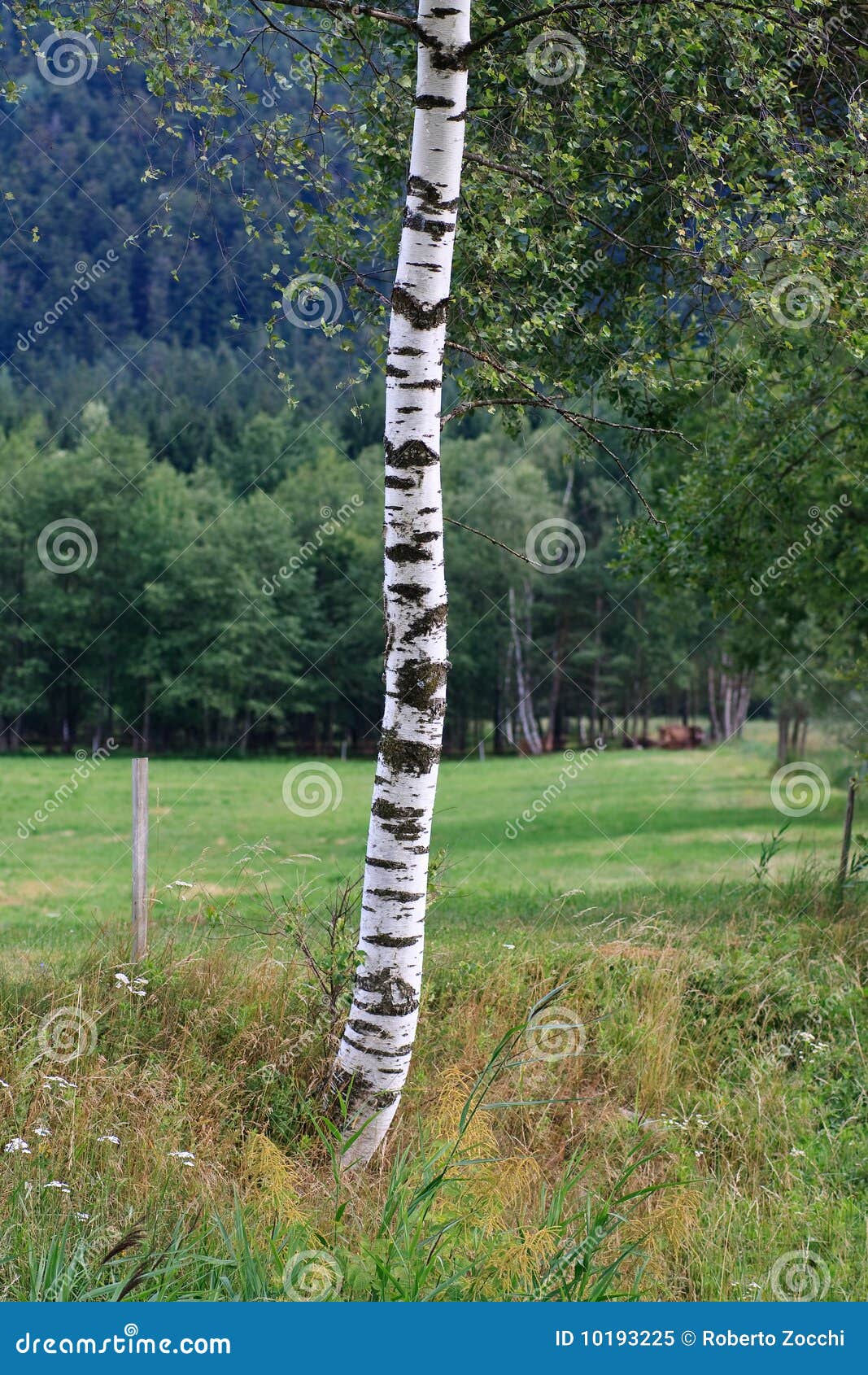 Birkenbaum stockbild. Bild von birke, baum, berg, holz - 10193225