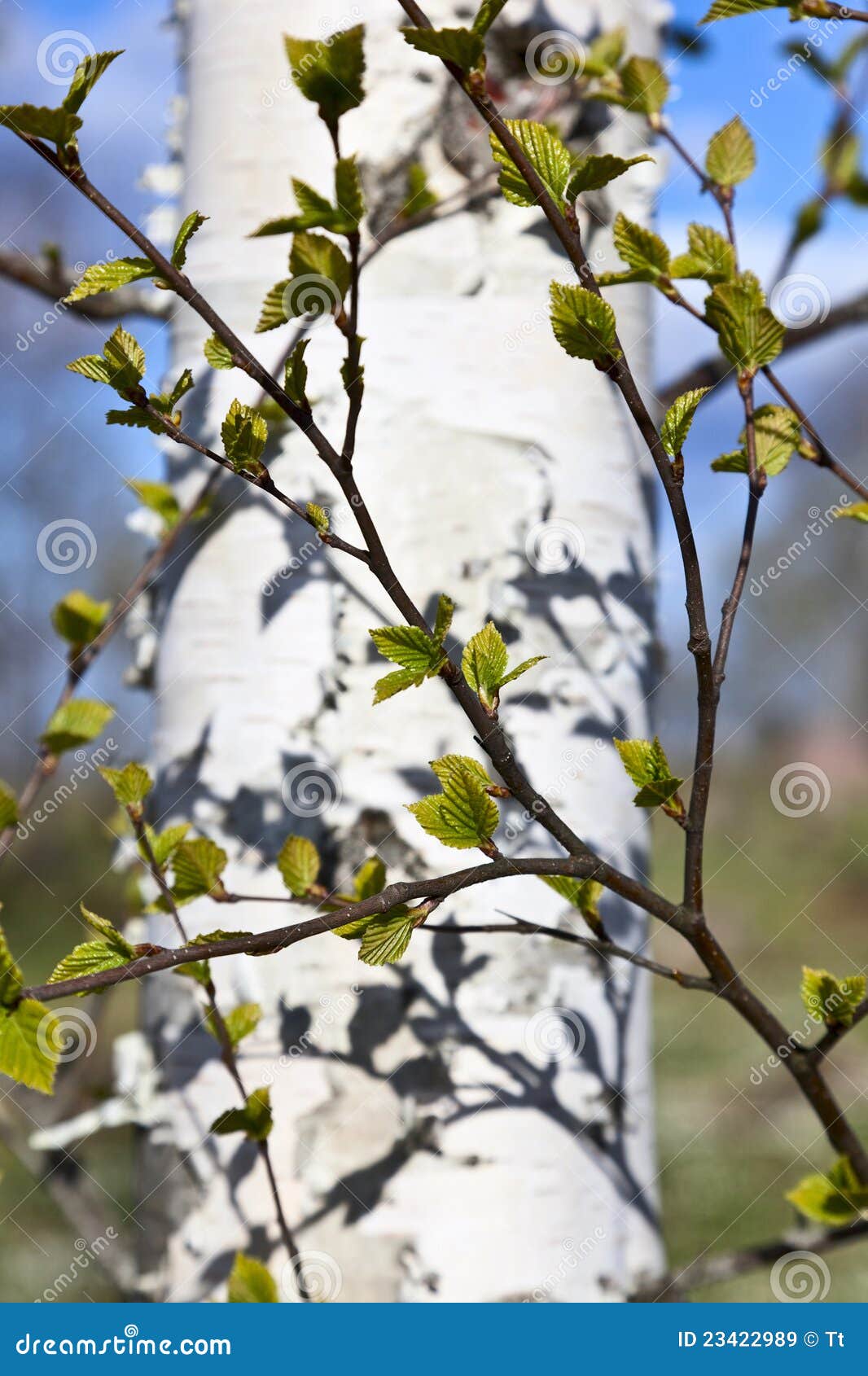 Birkenbaum im Frühjahr stockbild. Bild von blatt, wachstum - 23422989