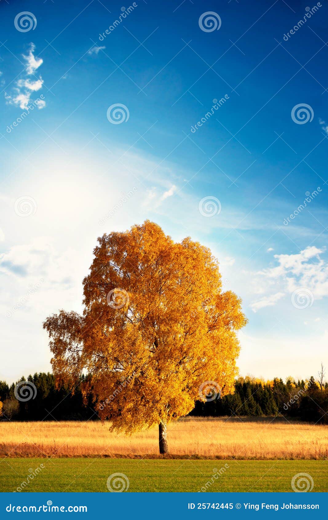 Birkenbaum im Herbst stockbild. Bild von himmel, landwirtschaftlich ...