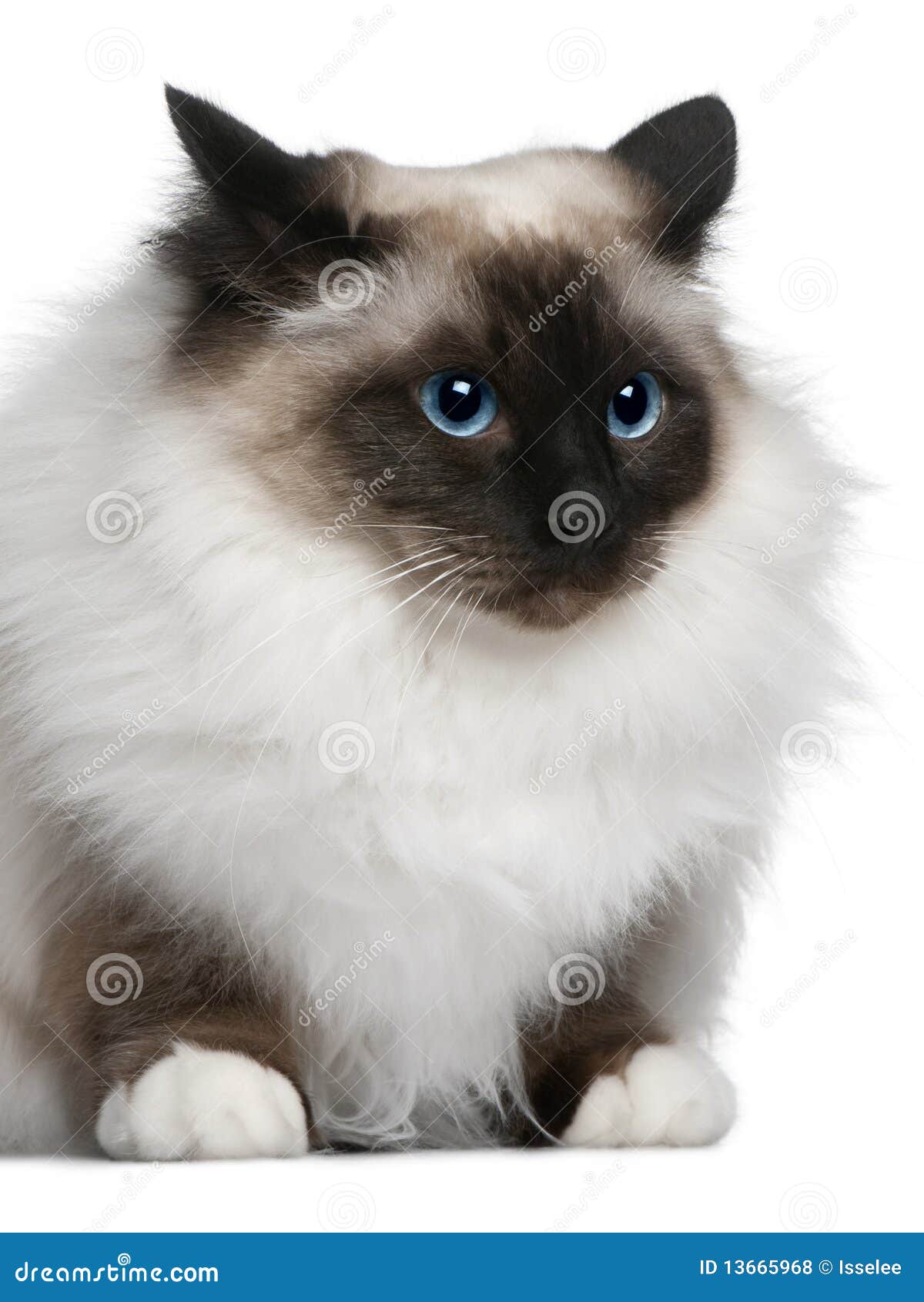 Birman (1 Years) Stock Photography | CartoonDealer.com #4737104