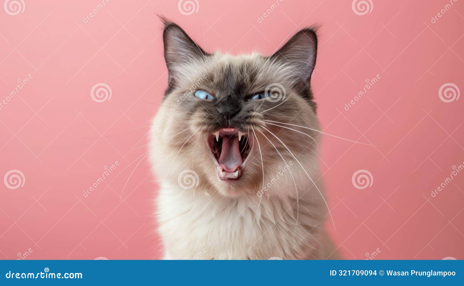 Birman, Angry Cat Baring Its Teeth, Studio Lighting Pastel Background ...