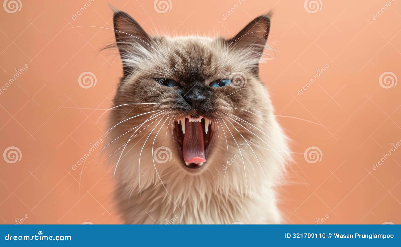 Birman, Angry Cat Baring Its Teeth, Studio Lighting Pastel Background ...