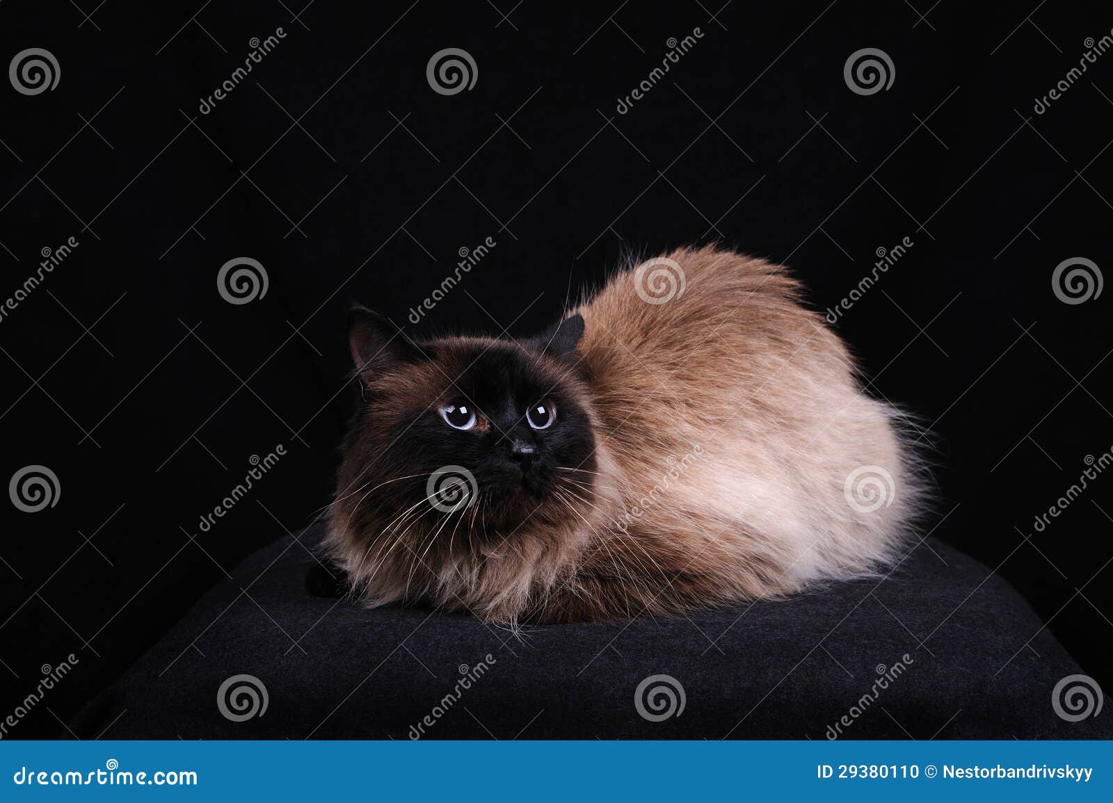 Birman breed of cat stock photo. Image of animal, domestic - 29380110
