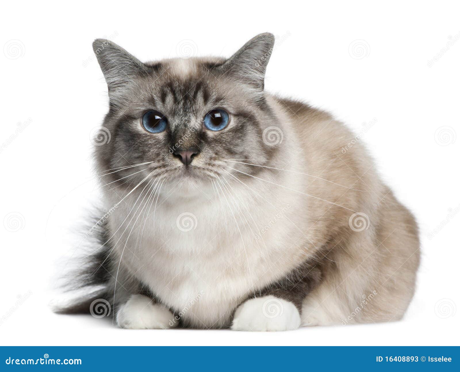 Birman Cat, 2 Years Old, Lying Stock Image - Image of copy, breed: 16408893