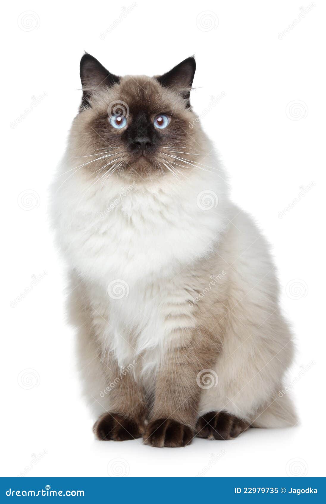 606 Beautiful Birman Kitty Stock Photos - Free & Royalty-Free Stock ...