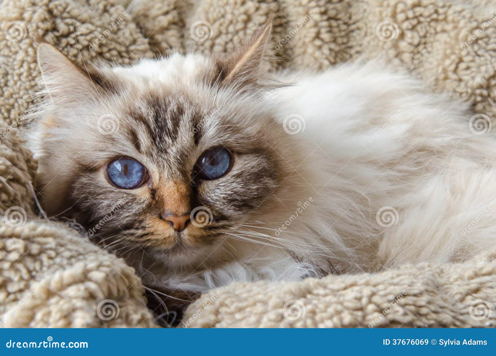 Birman cat stock image. Image of furry, birman, cute - 37676069