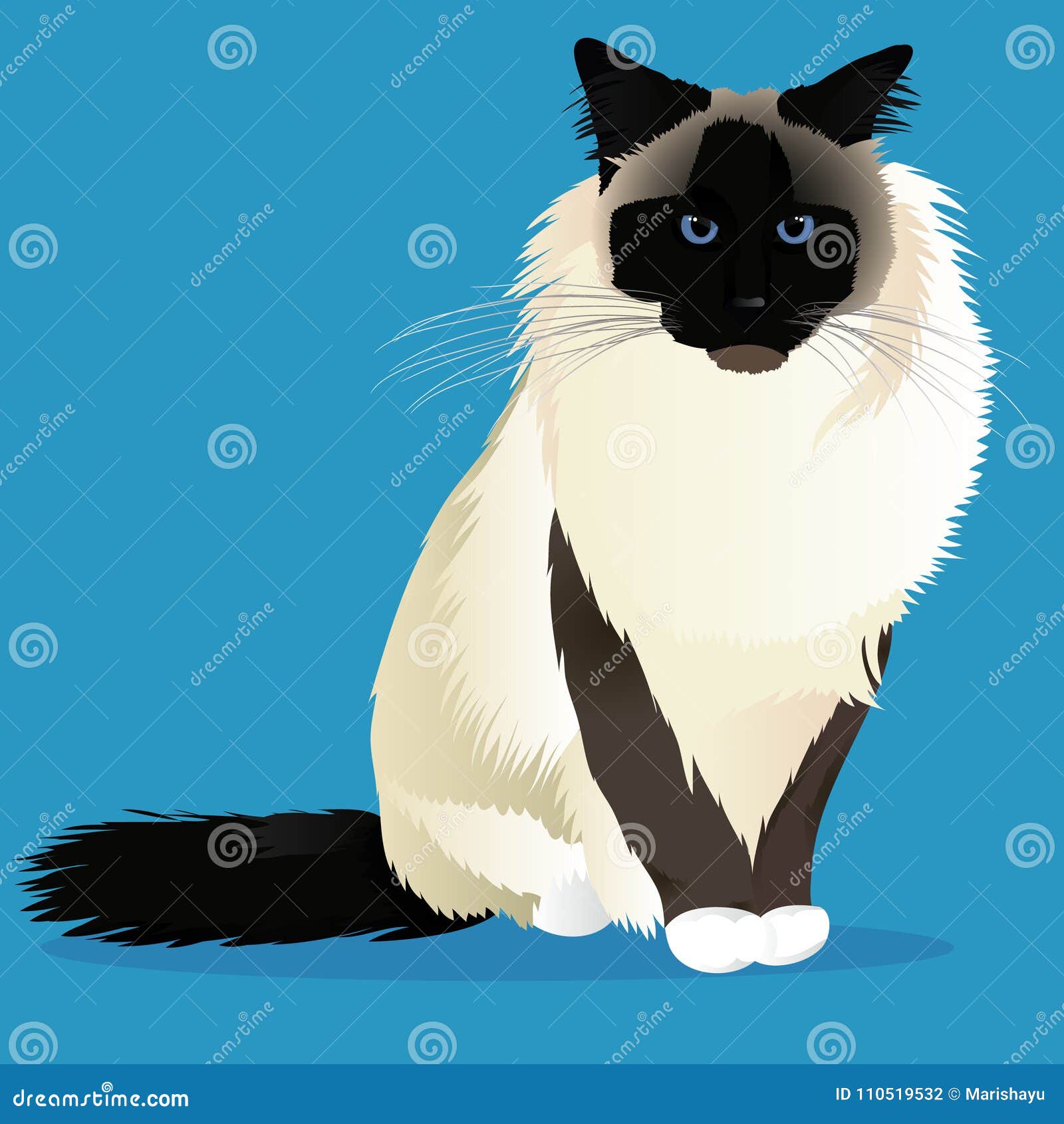 Birman Or Sacred Cat Of Burma Isolated On White Background. Digital Art ...