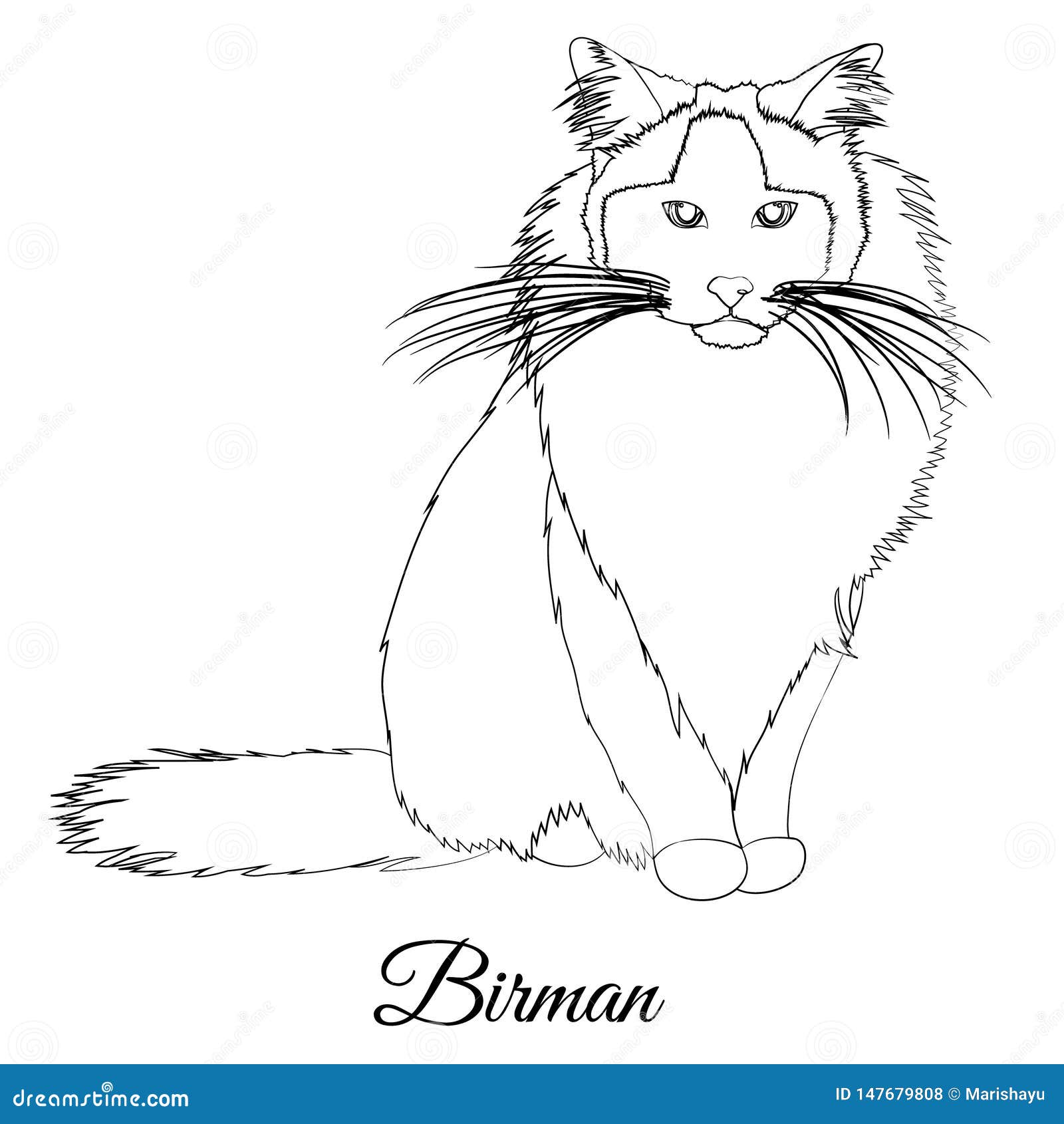 Birman Or Sacred Cat Of Burma Isolated On White Background. Digital Art ...