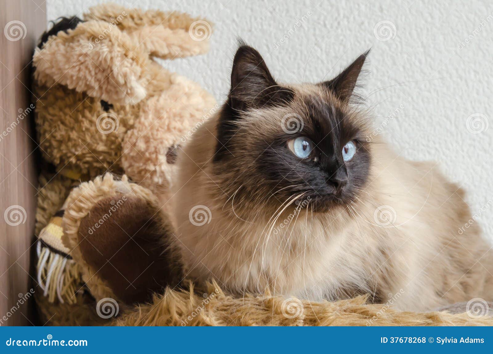 Birman cat stock photo. Image of cute, fluffy, animal - 37678268