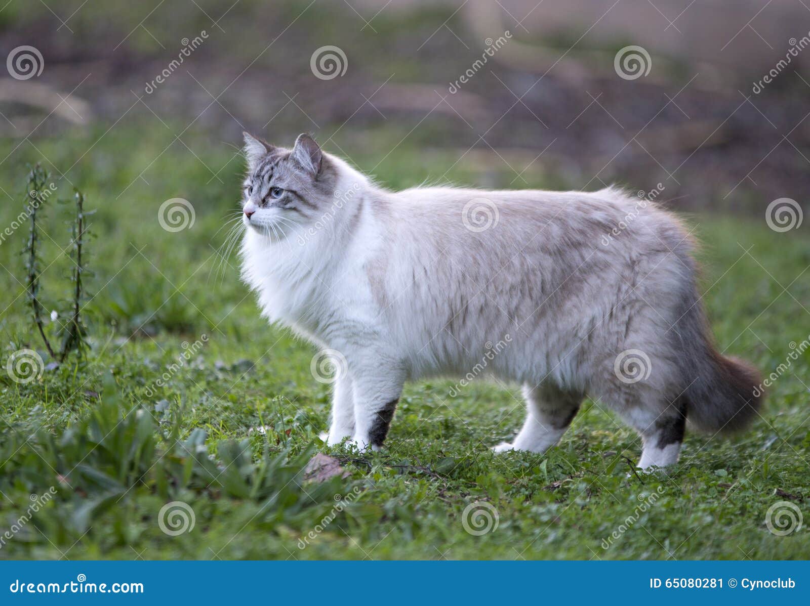 Birman cat in nature stock image. Image of animal, adult - 65080281