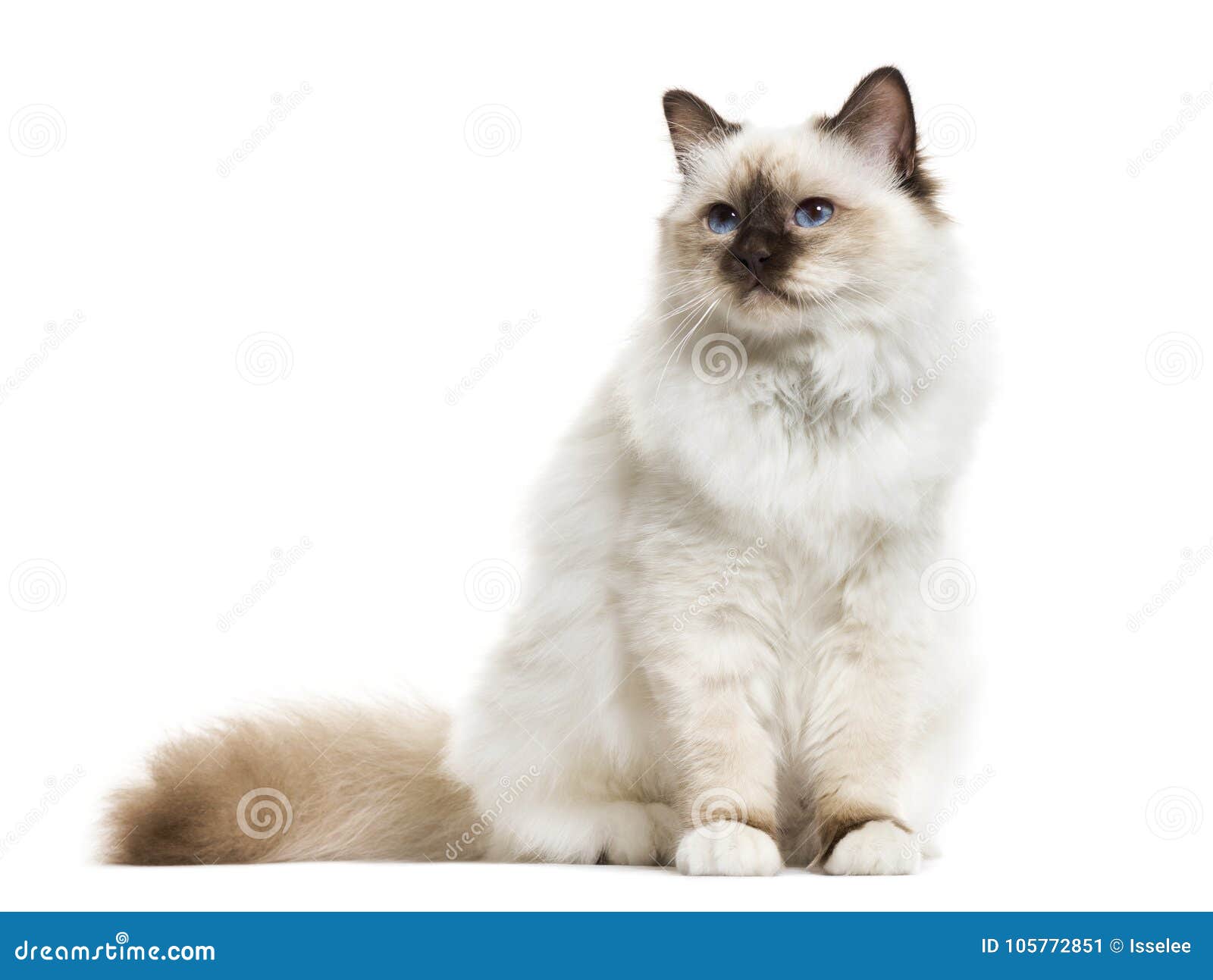 Birman Cat, Sitting, Isolated Stock Image - Image of background ...