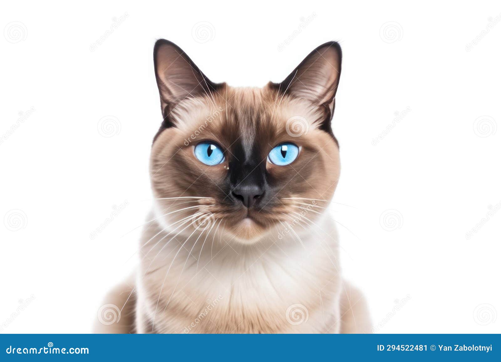 Birman Cat Upright on a White Background Stock Illustration ...