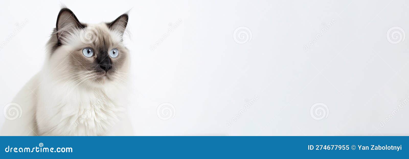 Birman Cat on White Background. Banner, Panorama or Website Header ...
