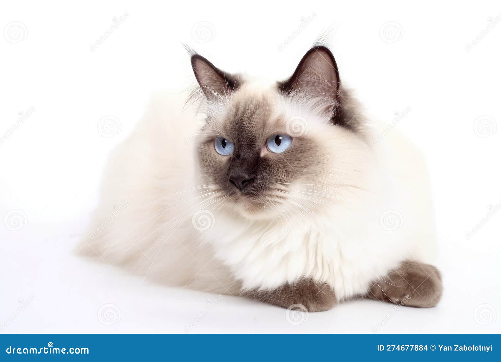 Birman Cat On White Background. Generative AI Stock Photography ...