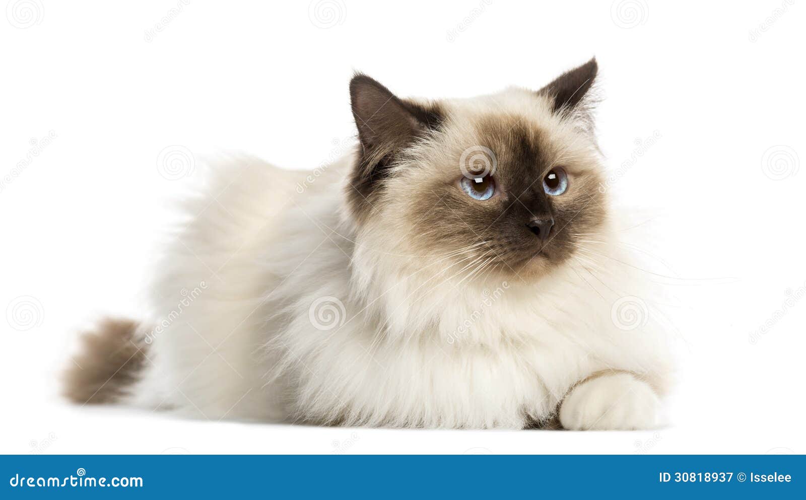 Birman (1 Years) Stock Photography | CartoonDealer.com #4737104