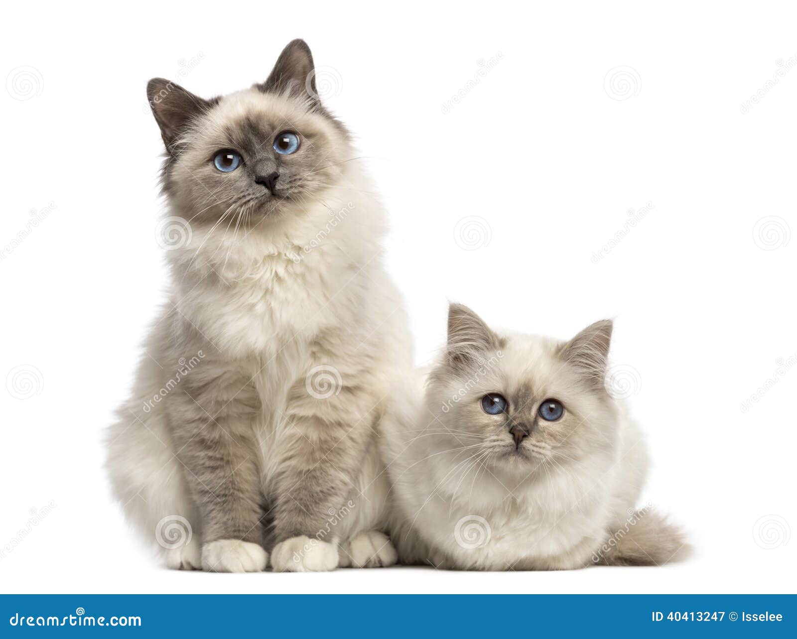 Birman Cat Royalty-Free Stock Photography | CartoonDealer.com #22979735
