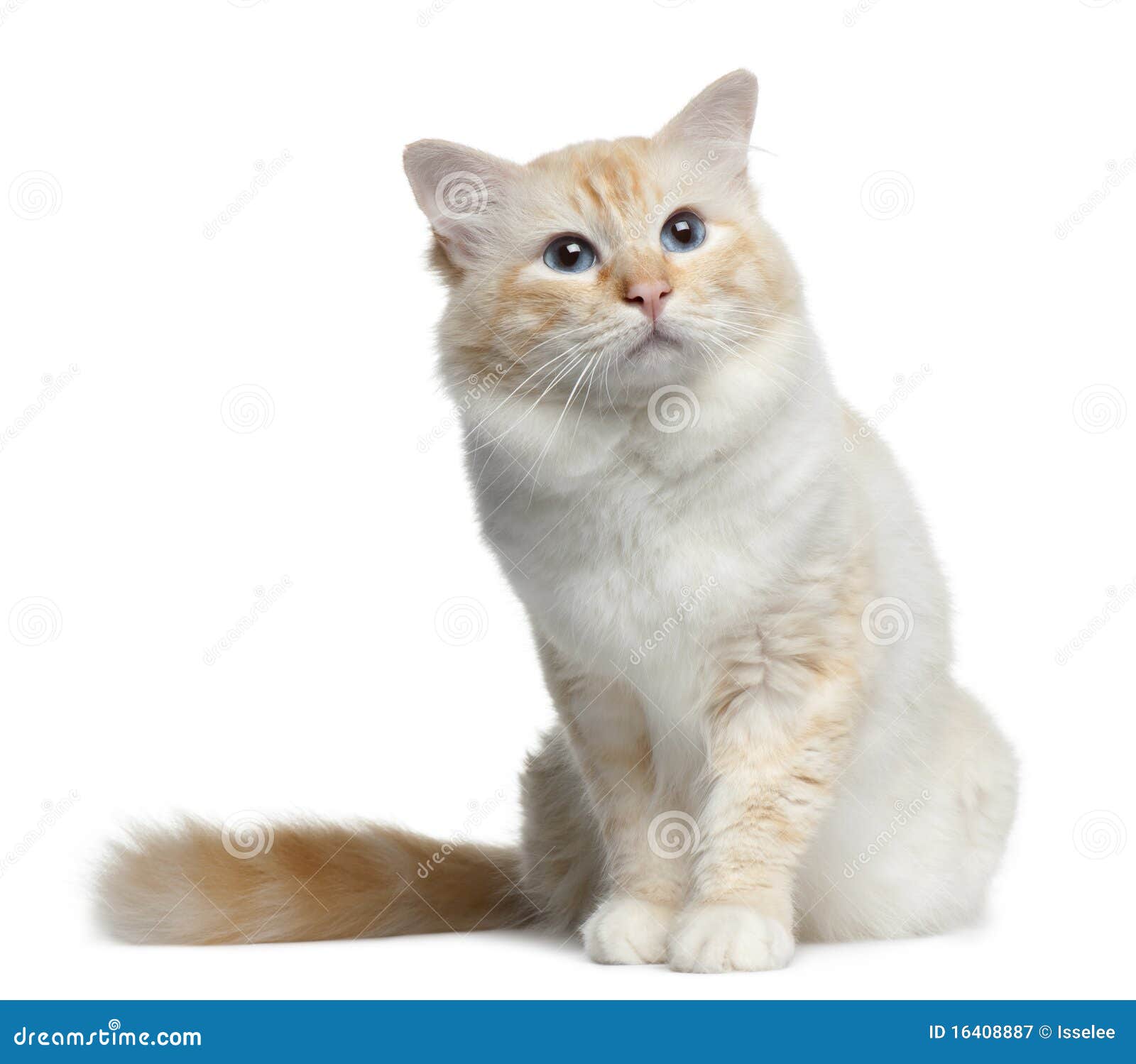 Birman Katze, 3 Jahre Alt, Sitzend Stockbild - Bild von nave, sitzung ...