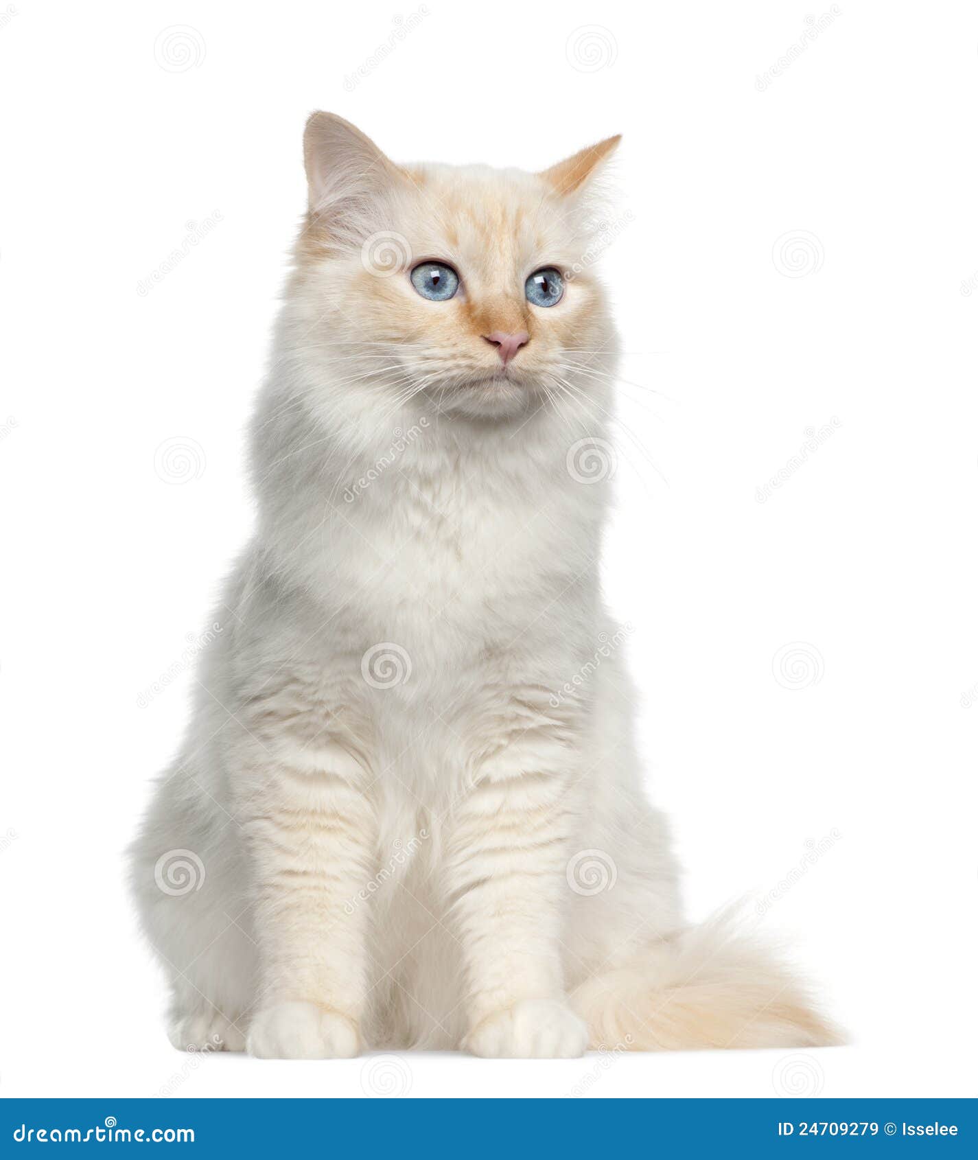 Birman Katze, sitzend stockbild. Bild von ansicht, wirbeltier - 24709279