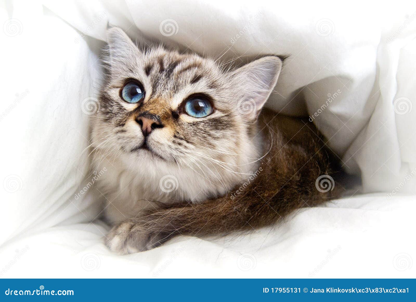 Birman kitten in a bed stock image. Image of face, birman - 17955131