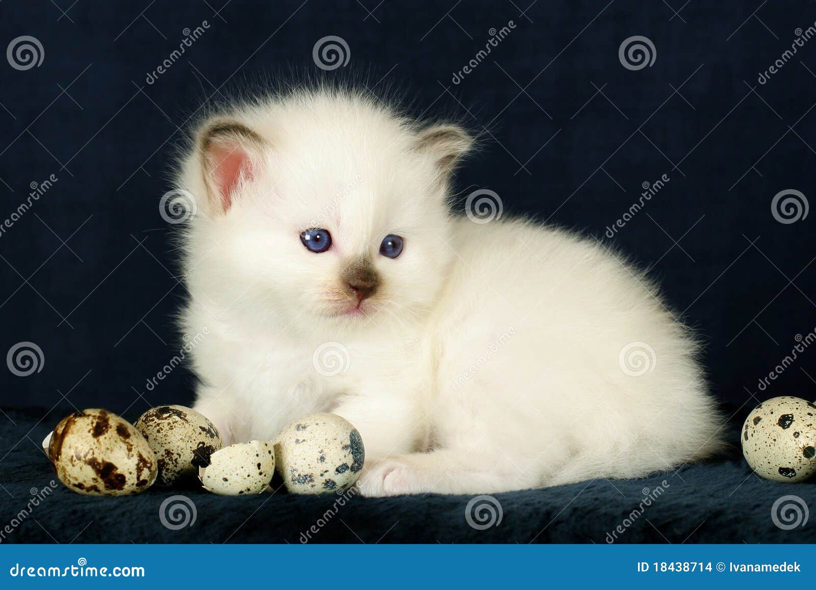 Birman Kitten Playing with Eggs Stock Photo - Image of breeding, birman ...