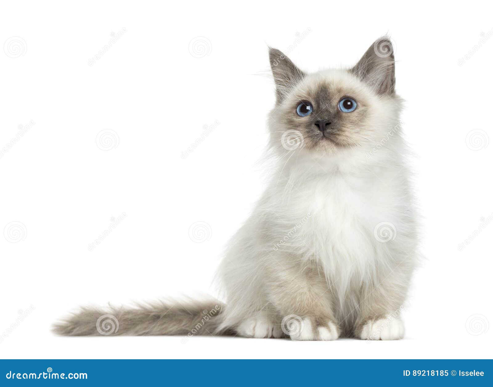 Birman Sitting, 3 Months Old, Isolated Stock Image - Image of sitting ...