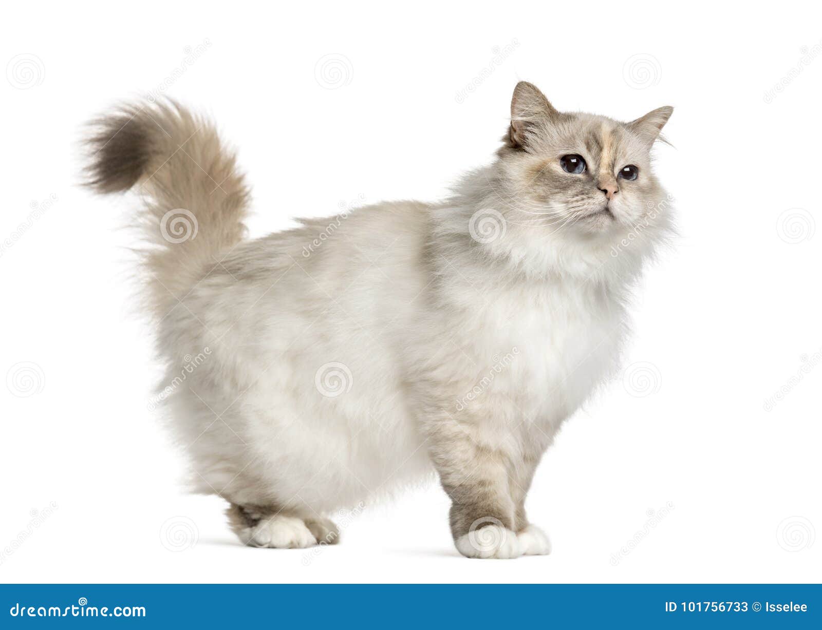 Birman standing, isolated stock image. Image of looking - 101756733