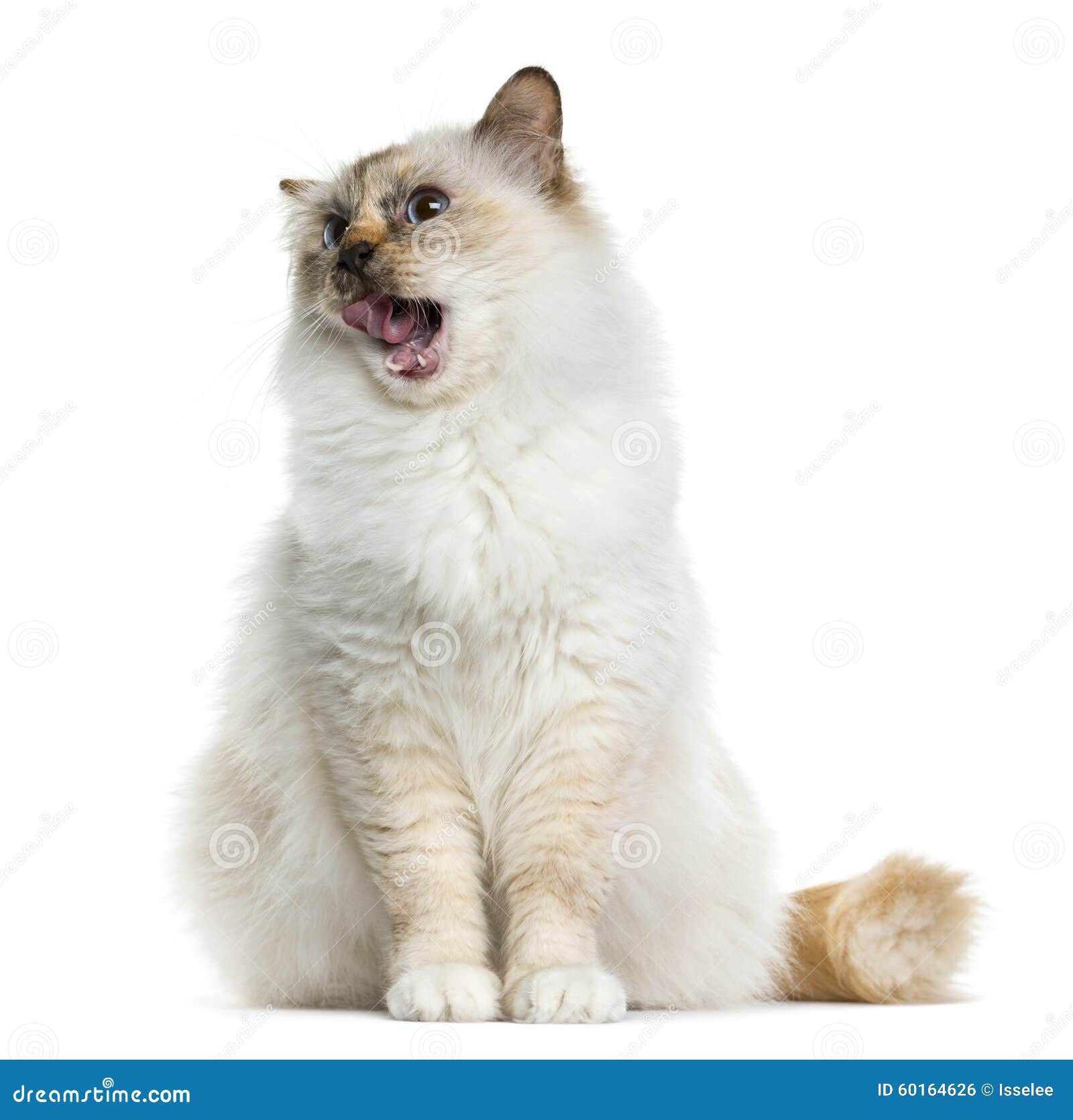 Birman (1 Years) Stock Photography | CartoonDealer.com #4737104