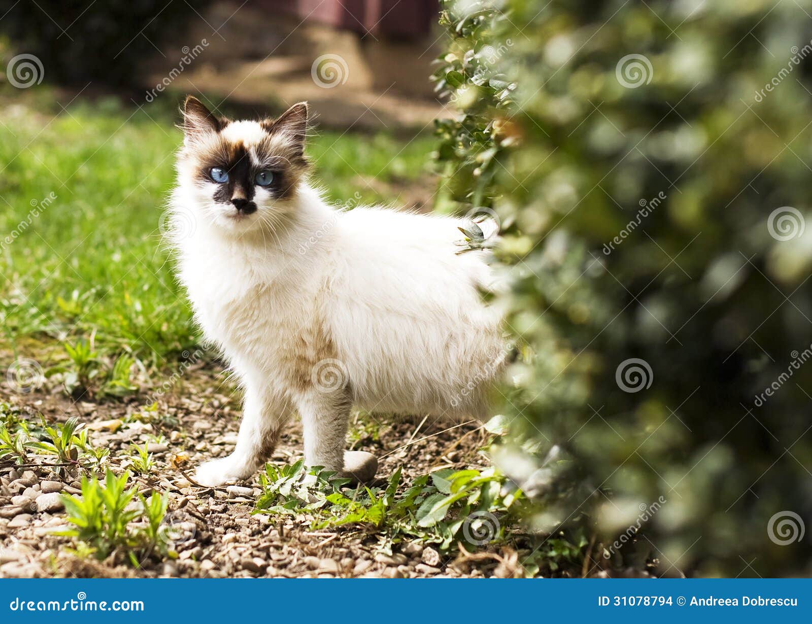 Birmanese cat stock photo. Image of kitty, companion - 31078794