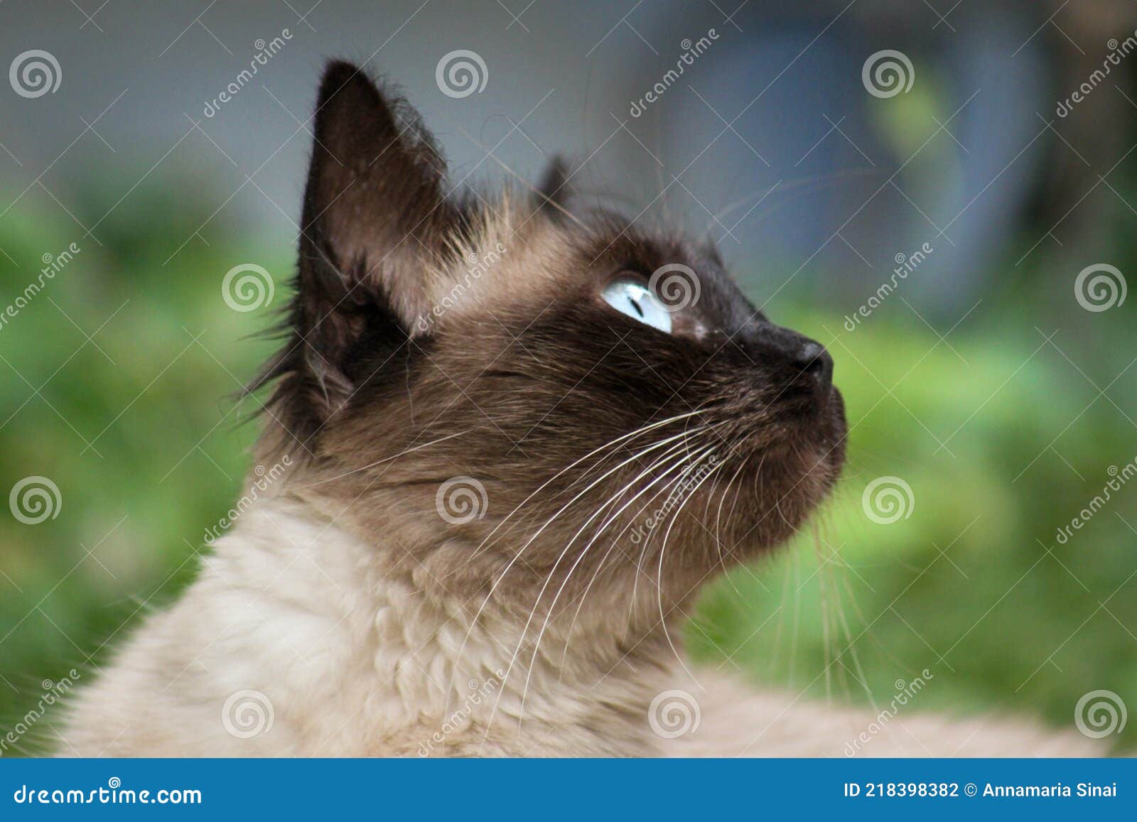 Birmanese cat stock photo. Image of snout, carnivore - 218398382
