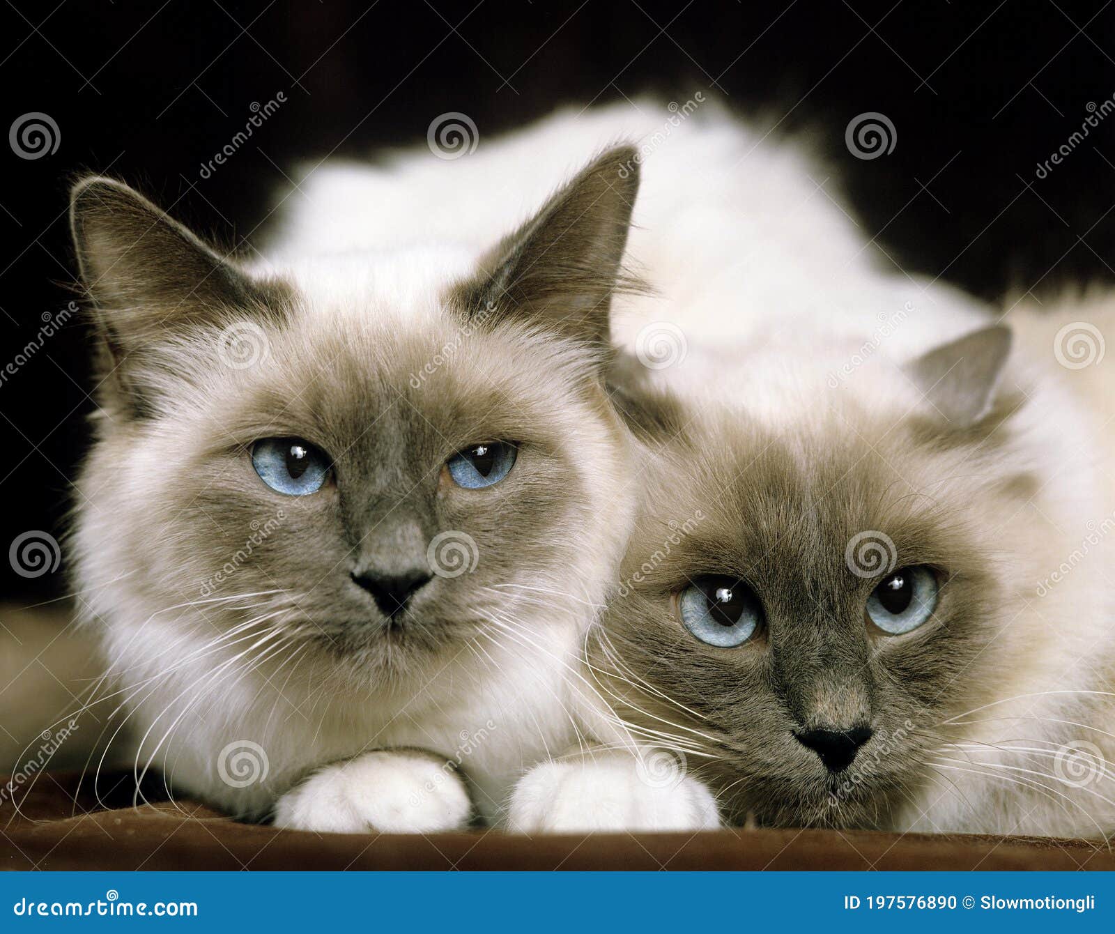 Birmanese Domestic Cat stock photo. Image of longhair - 197576890
