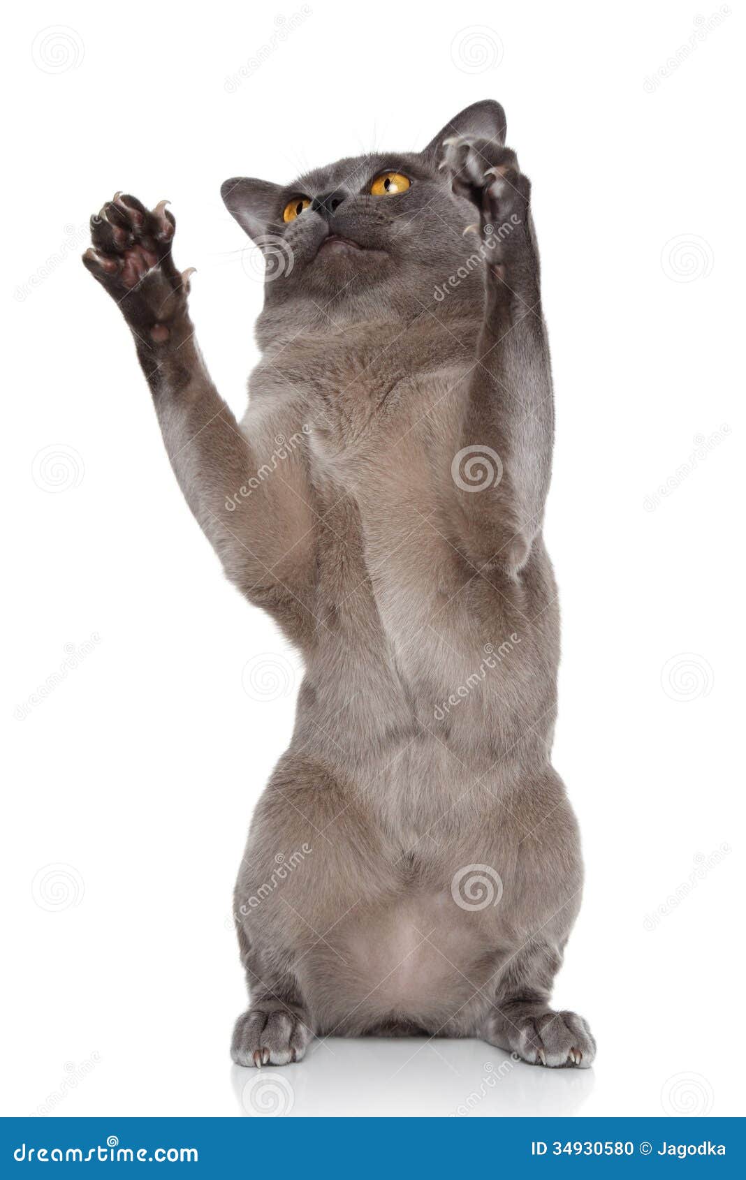 Birmanische Katze Zieht Tatzen Stockfoto - Bild von tiere, sitzt: 34930580