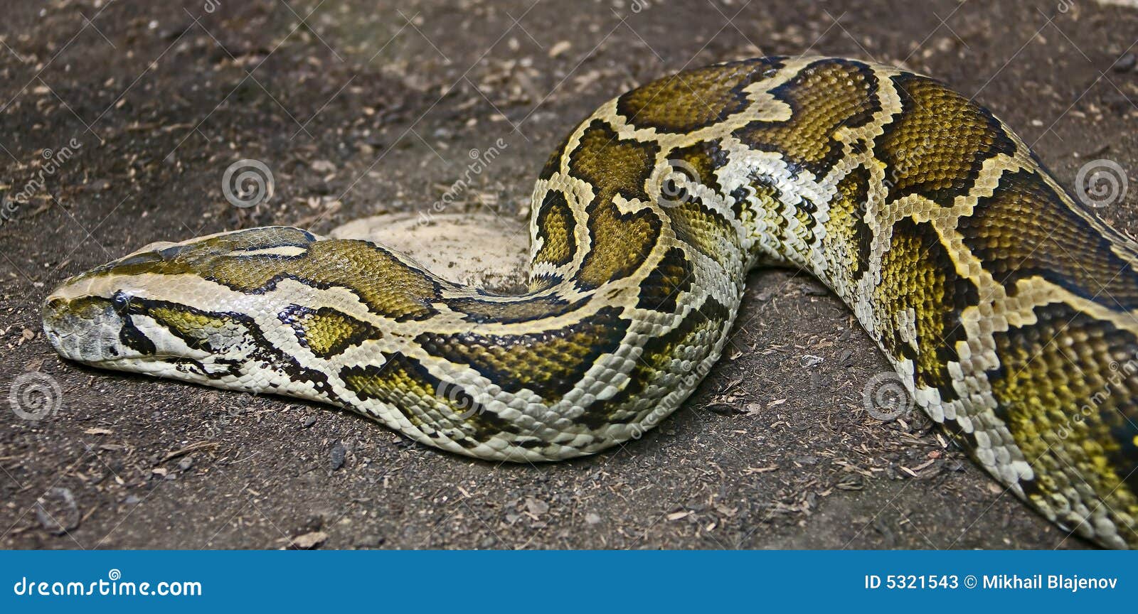 Birmanische Pythonschlange 1 Stockbild - Bild von kaltblütig, profil ...