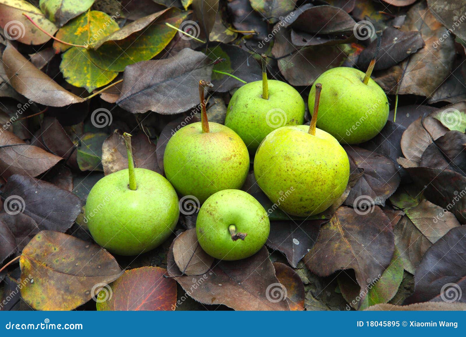 Birne stockbild. Bild von einzeln, frucht, birne, makro - 18045895