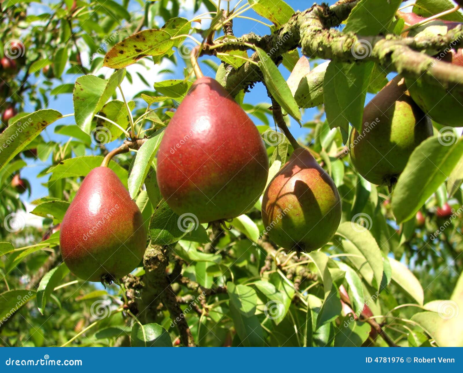 Birnen-Baum stockfoto. Bild von sonne, sonnig, jahreszeit - 4781976