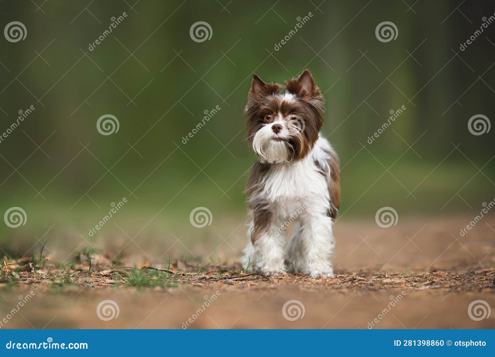Biro York Dog Standing in the Forest Stock Photo - Image of small ...