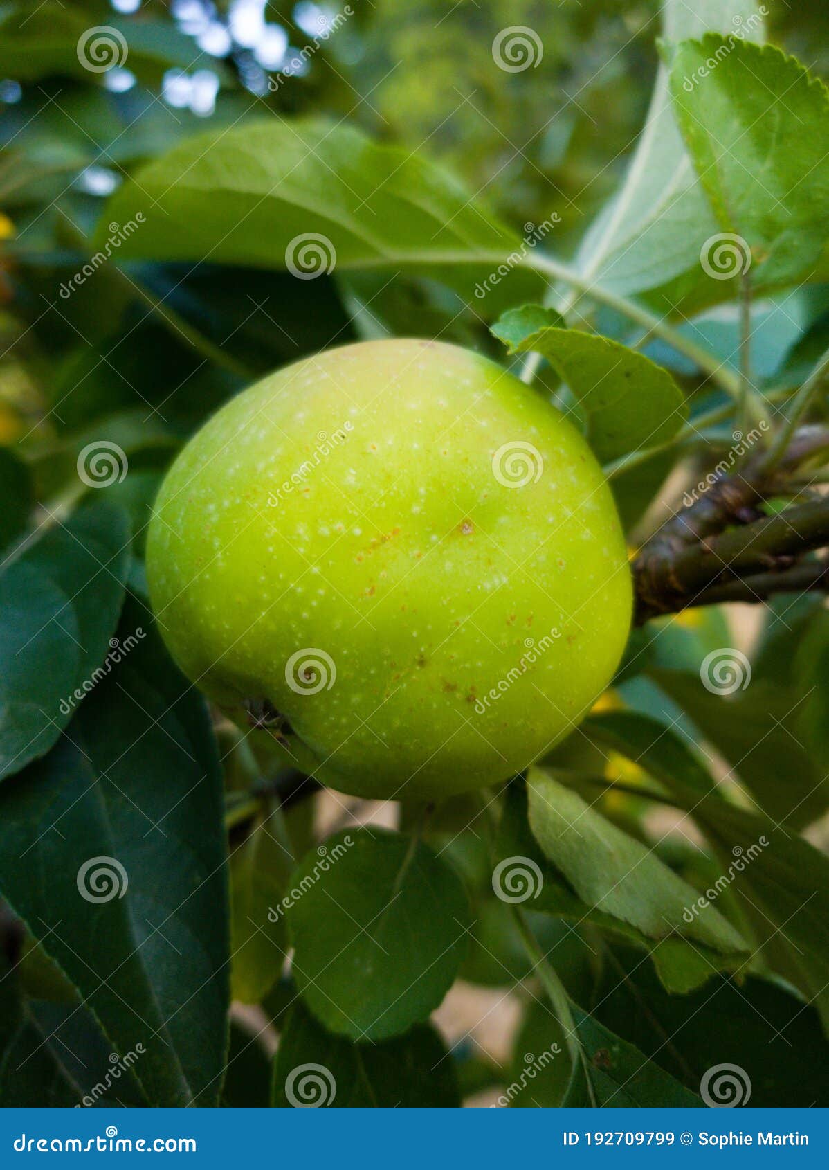 Birth of an apple stock image. Image of fruit, citrus - 192709799