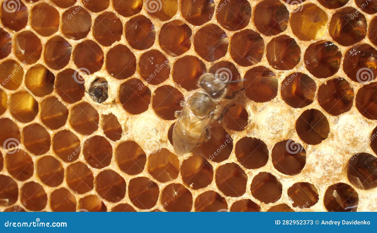 Birth of bee stock video. Video of generation, beauty - 282952373