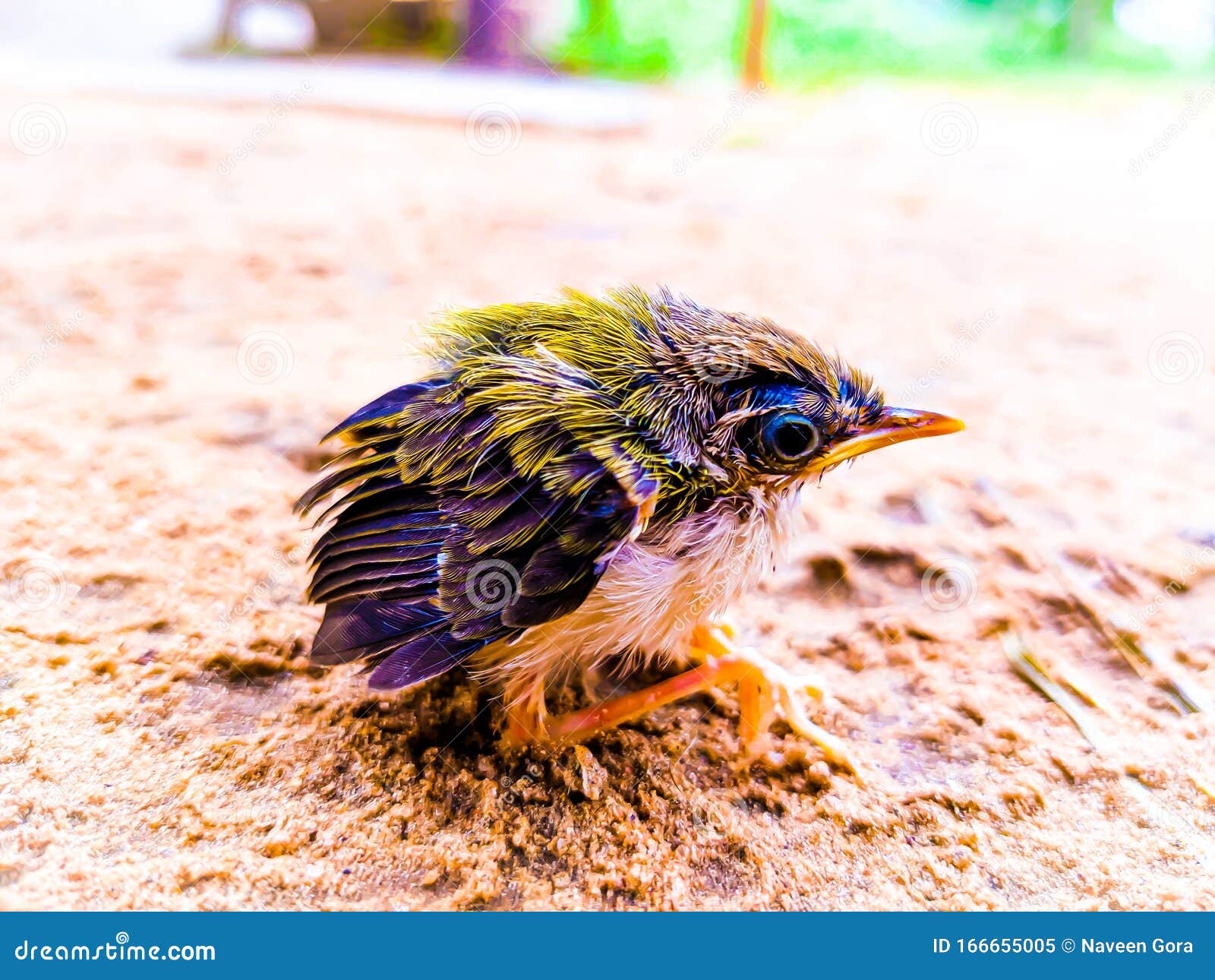 Birth Bird Wild Colour Mesmerizing Joy Innocence Details Nature Stock ...
